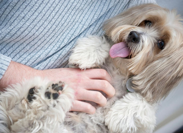 Decoding Your Dog's Second Brain: A Guide to Gut Health - NutriPaw