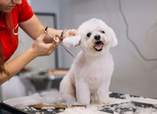 Dog Coat Types & Grooming: Find the Perfect Fit - NutriPaw