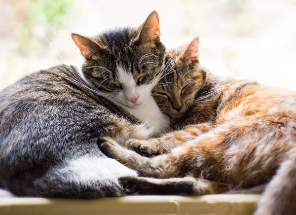 Feline First Aid: What Every Cat Owner Should Know - NutriPaw
