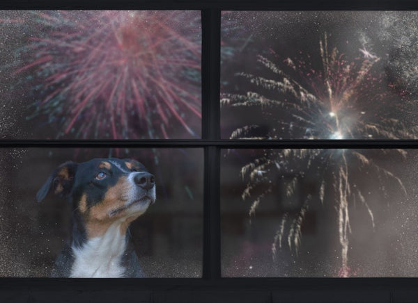 How to Help Your Dog This Firework Season - NutriPaw