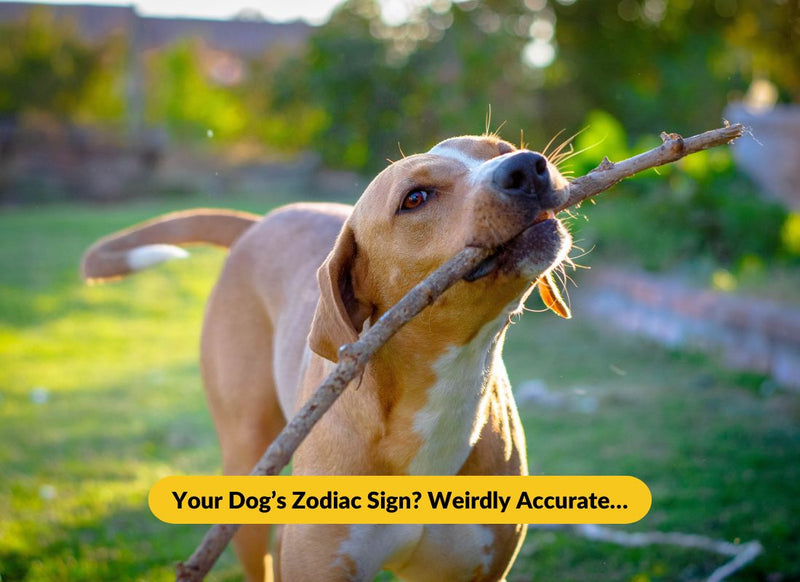 Your zodiac sign your dog - Horoscopeaz.com