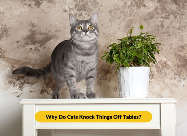Why Do Cats Knock Things Off Tables? - NutriPaw