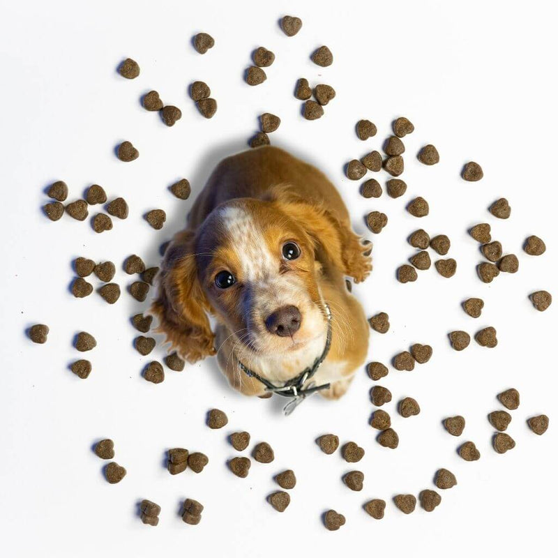 Calming Natural Treats For Dogs (Stress & Anxiety) - NutriPaw