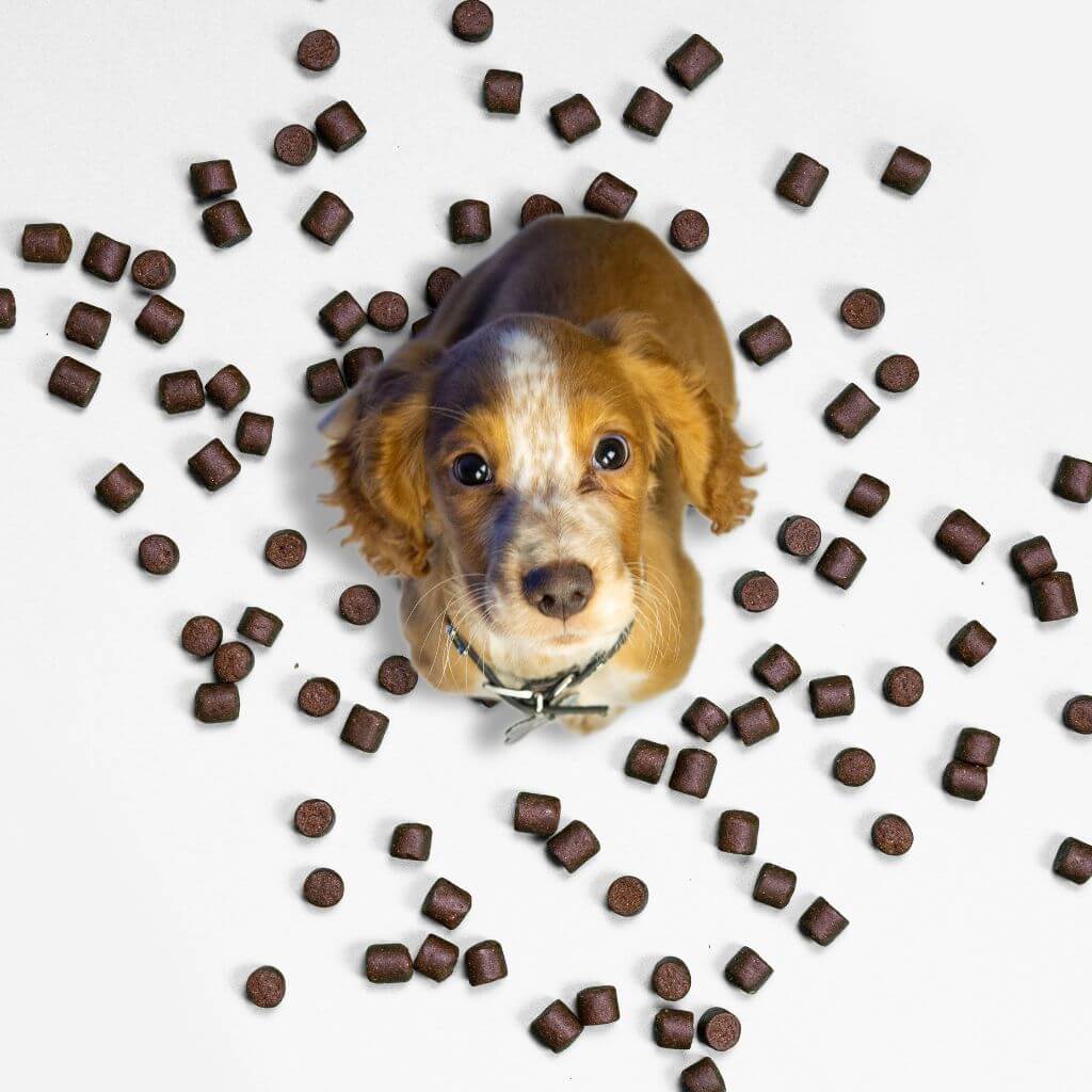 Proactive Wellness Pack - NutriPaw