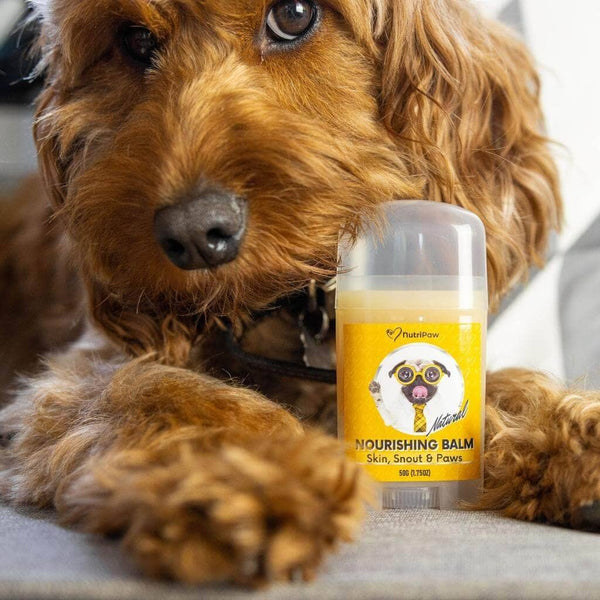 Skin, Snout & Paws Nourishing Balm 2 PACK Bundle - NutriPaw